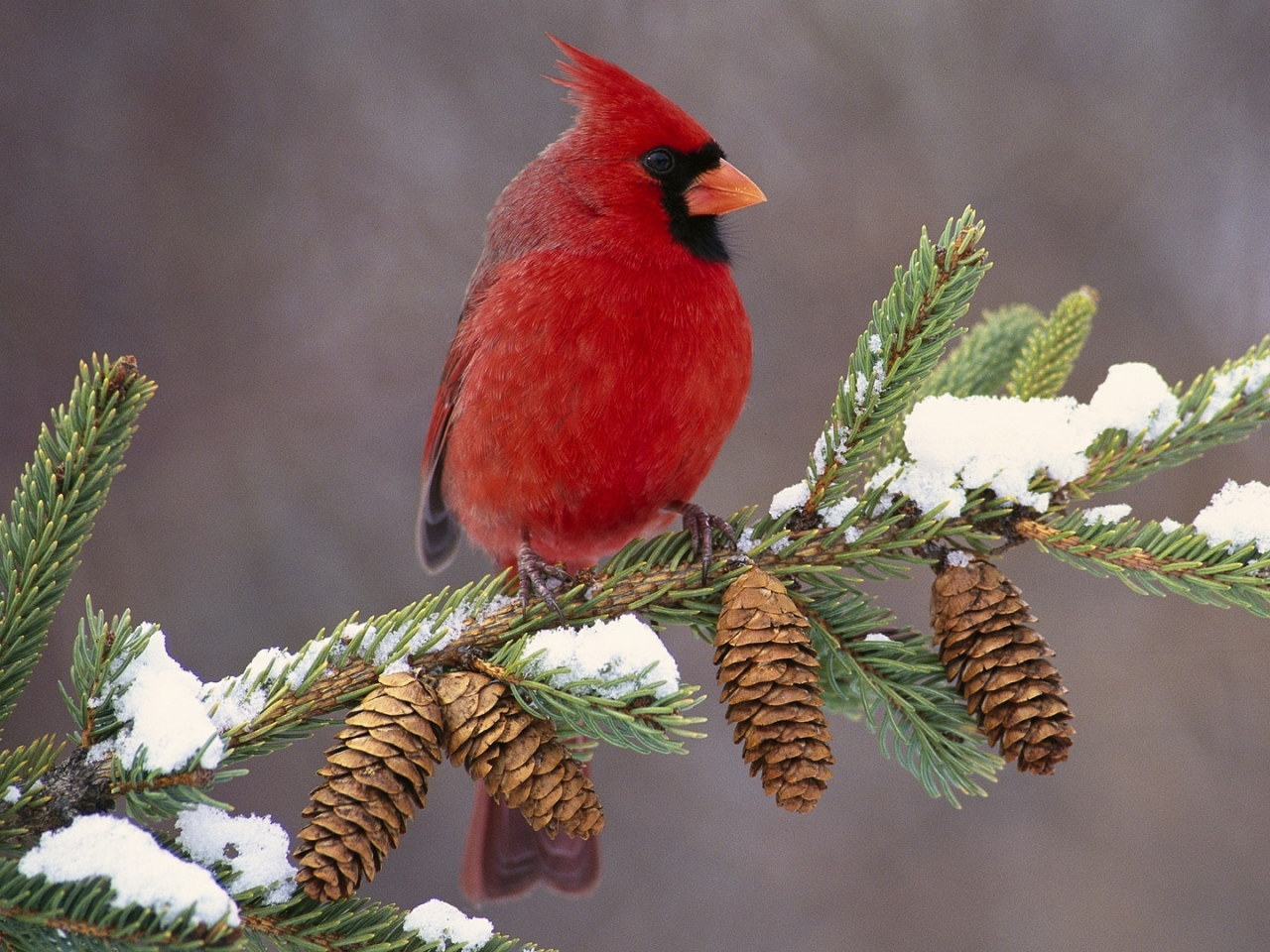 Watching Red Birds Watching Red Birds