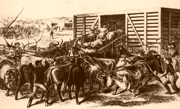 Cattle towns - Alchetron, The Free Social Encyclopedia