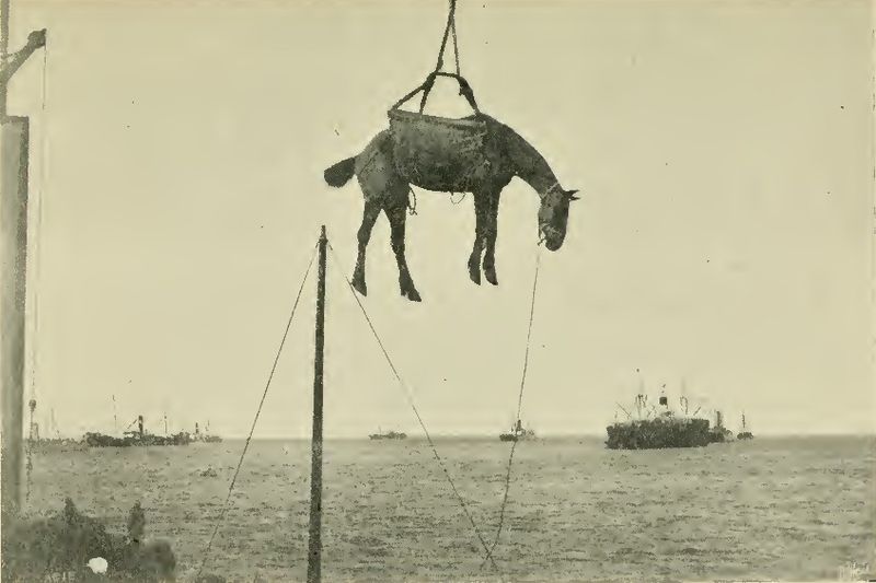 War Horse - Boer War Offloading Horse