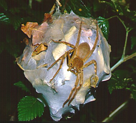 Female Spider Sits on her Cocoon