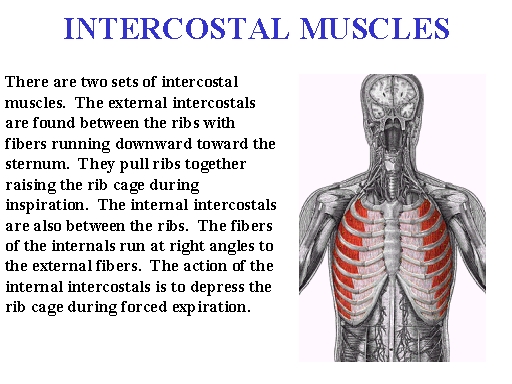 External Intercostal Muscles Wikipedia Intercostal Muscles