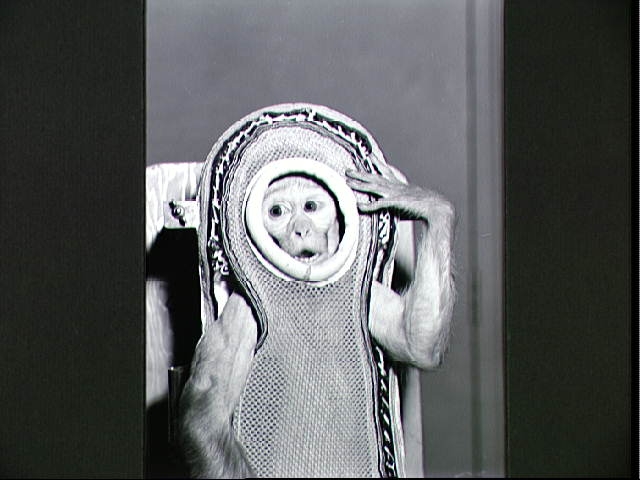 Sam - Monkey Who Tested Space Travel