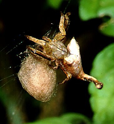Spider Egg Sac